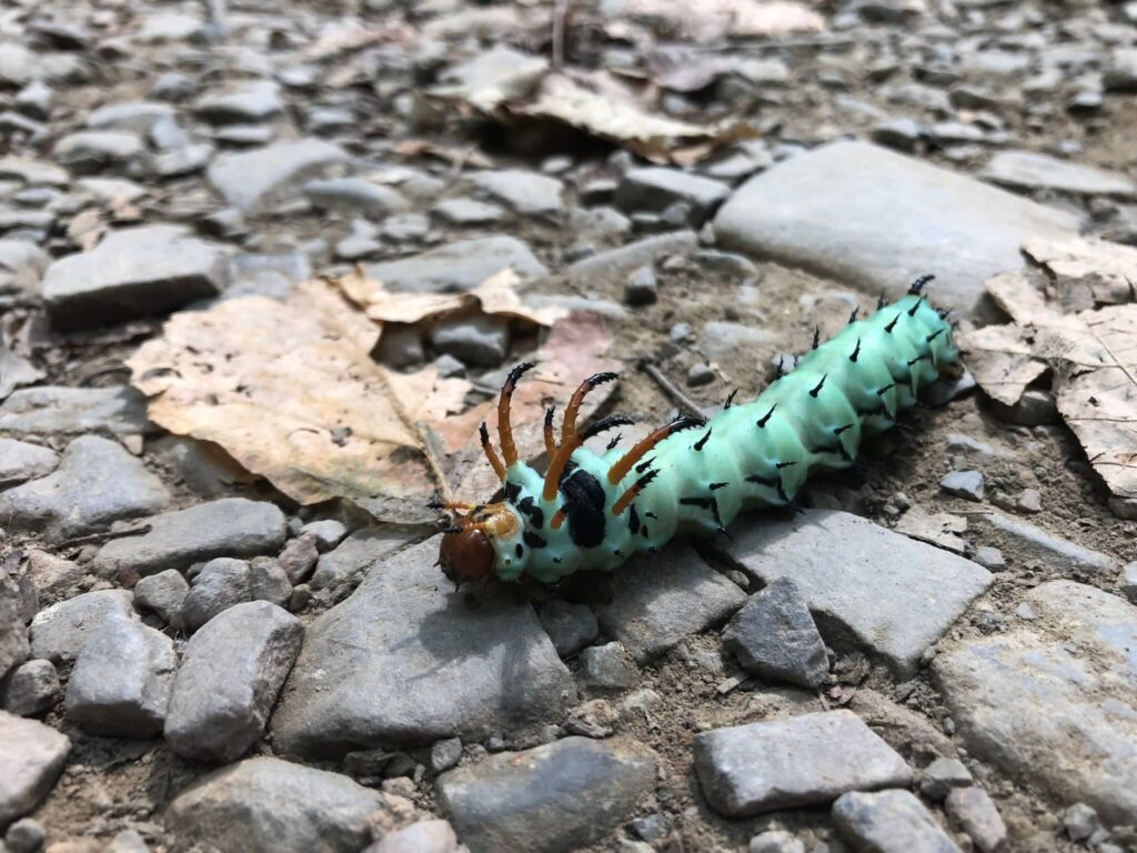 15 Types of Blue Caterpillars (Pictures And Identification)
