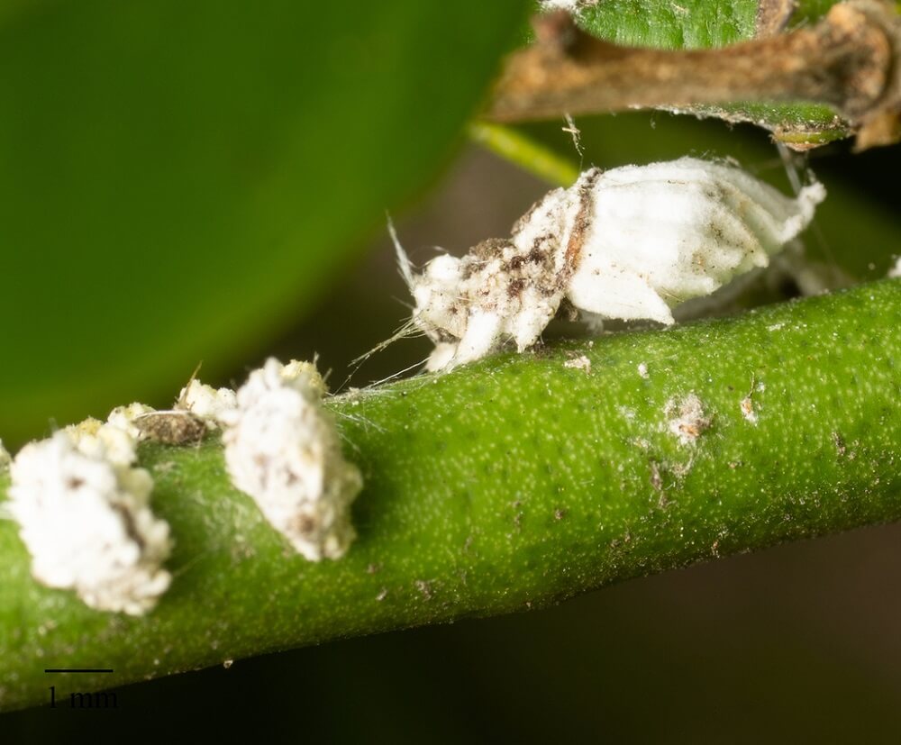 20 White Bugs on Plants (& How To Keep Them Away)