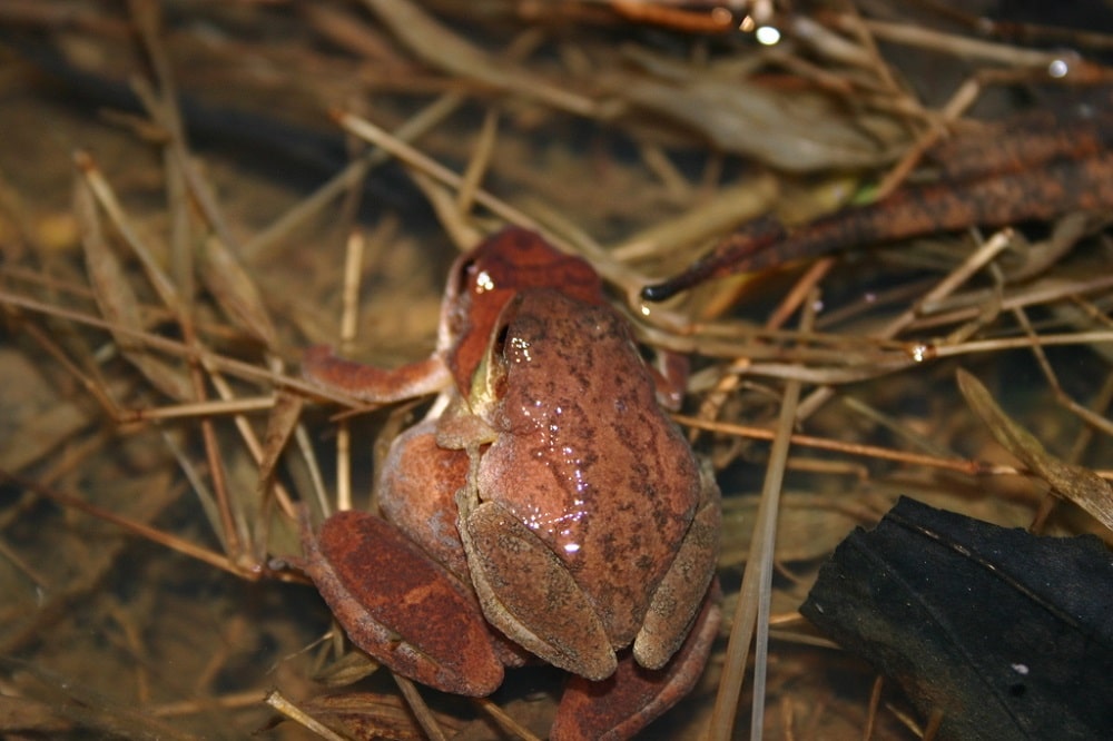 32 Frogs and Toads in Georgia: Species, Images & Sounds