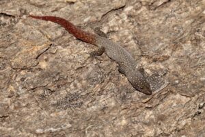 10 Lizards With Red Tails (Pictures and Identification)