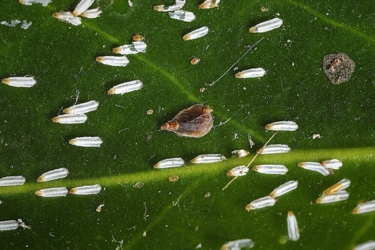20 White Bugs on Plants (& How To Keep Them Away)