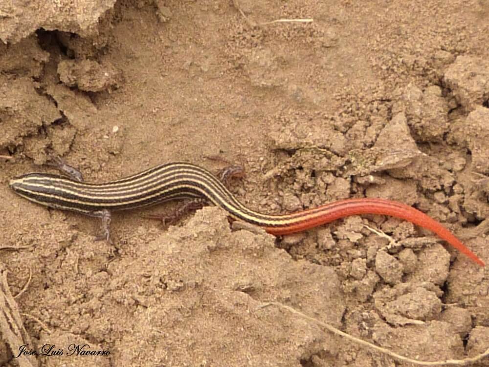 10 Lizards With Red Tails (Pictures and Identification)