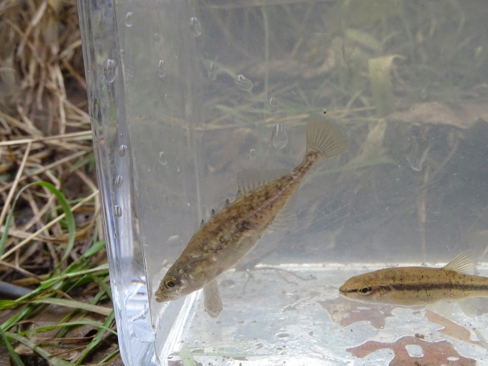 43 Types of Fish in Michigan (with Pictures)