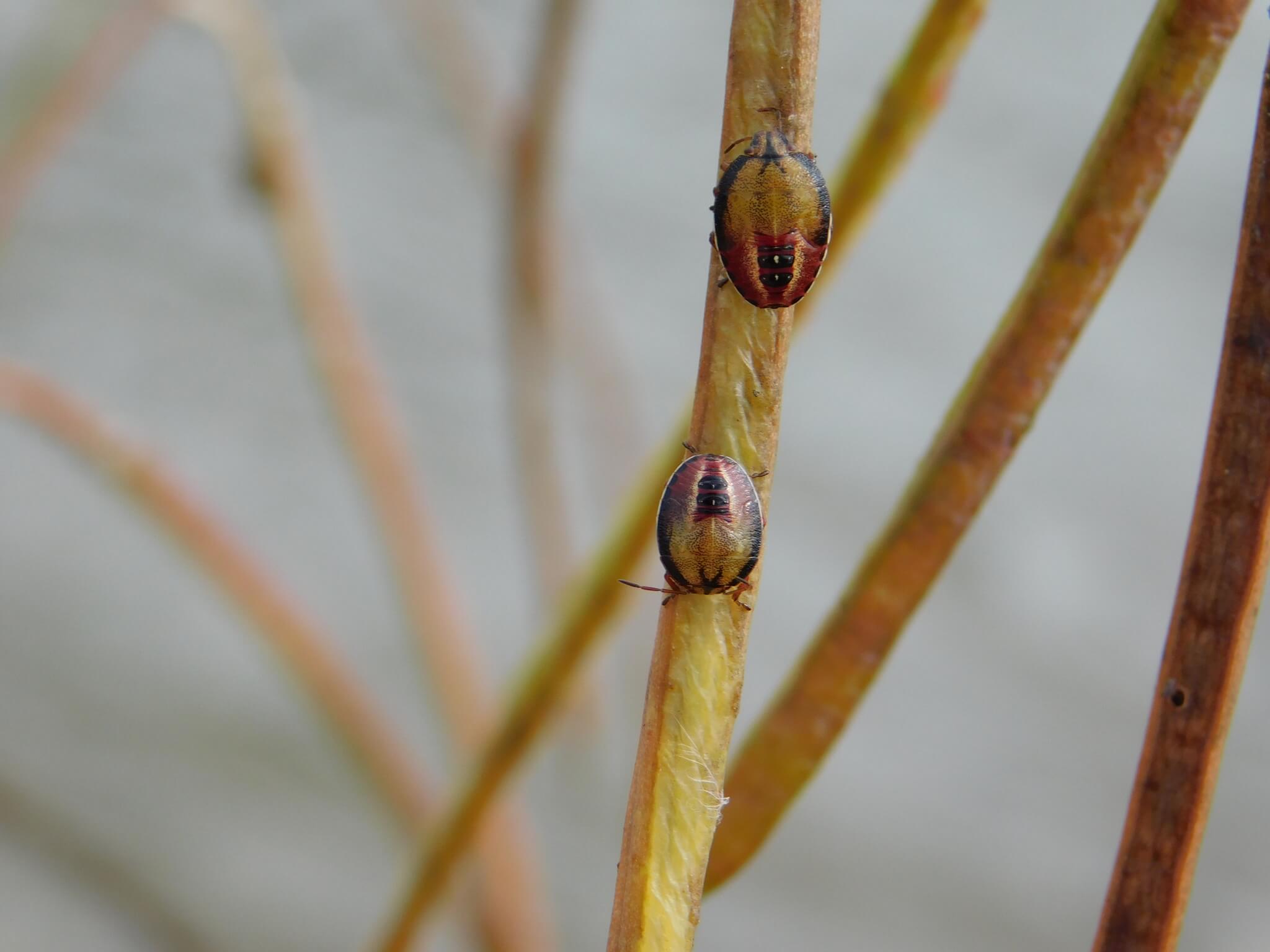 12 Red Bugs on Plants (& How to get Rid of Them)