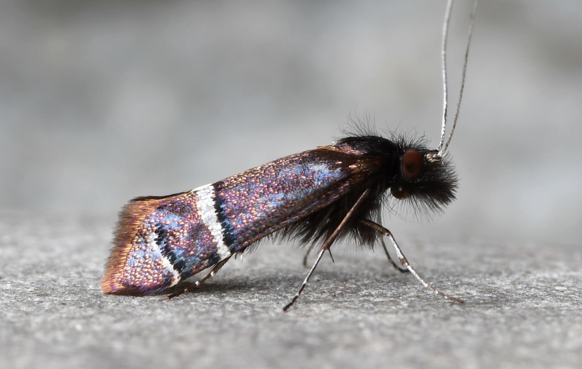 14 Beautiful Purple Moths (with Pictures)