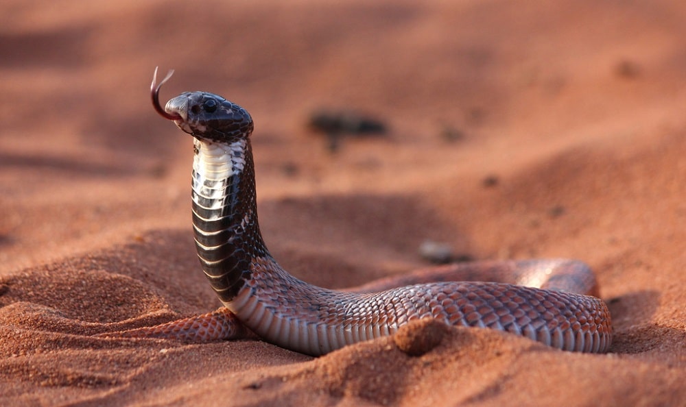 14 Snakes with Hoods That Look Like Cobras