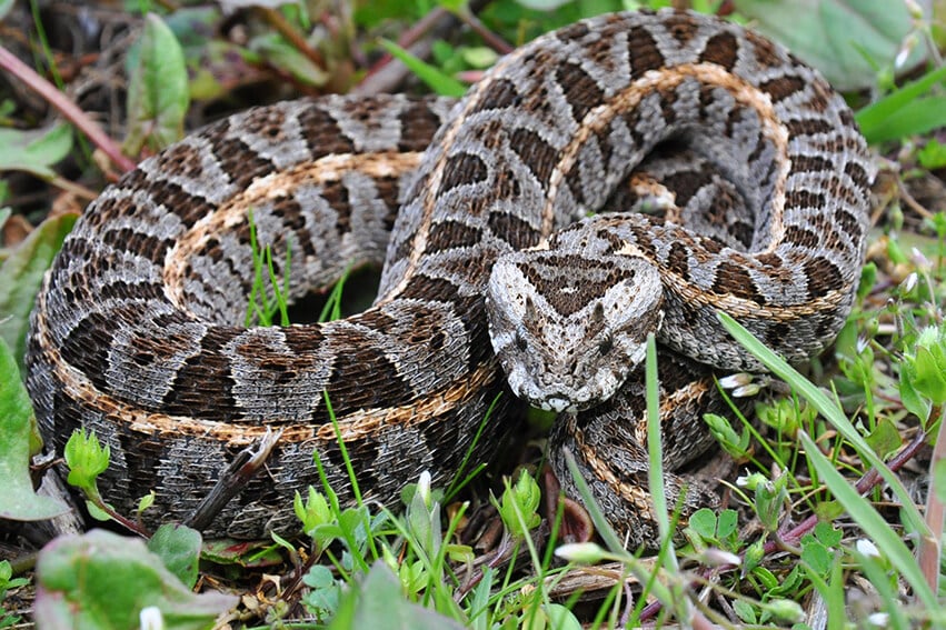 21 Snakes with Horns (on The Head or Nose)