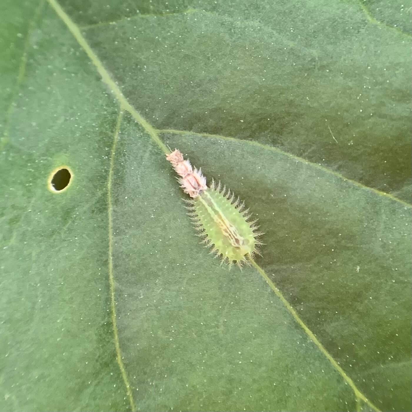 19 Bugs With Lots of Legs (Pictures And Identification)
