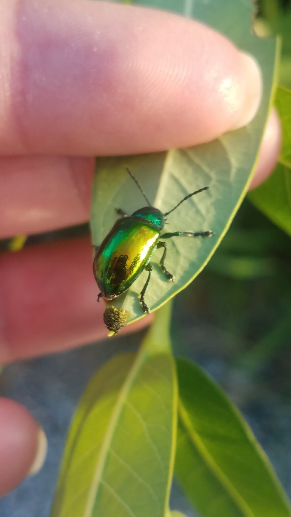31 Types of Green Bugs (Pictures And Identification)