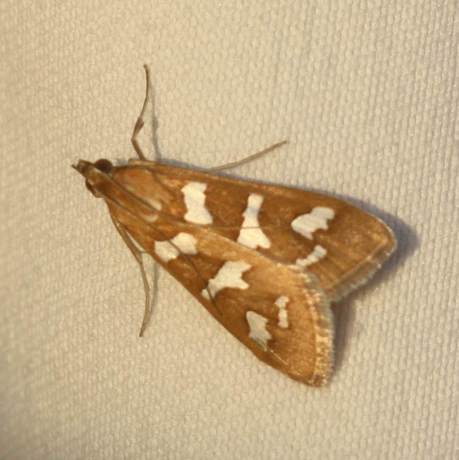 48 Types of Brown Moths (Pictures and Identification)
