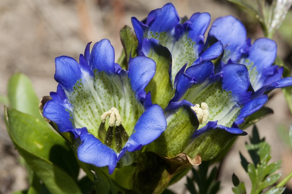 53 Common Blue Wildflowers (Pictures and Identification)
