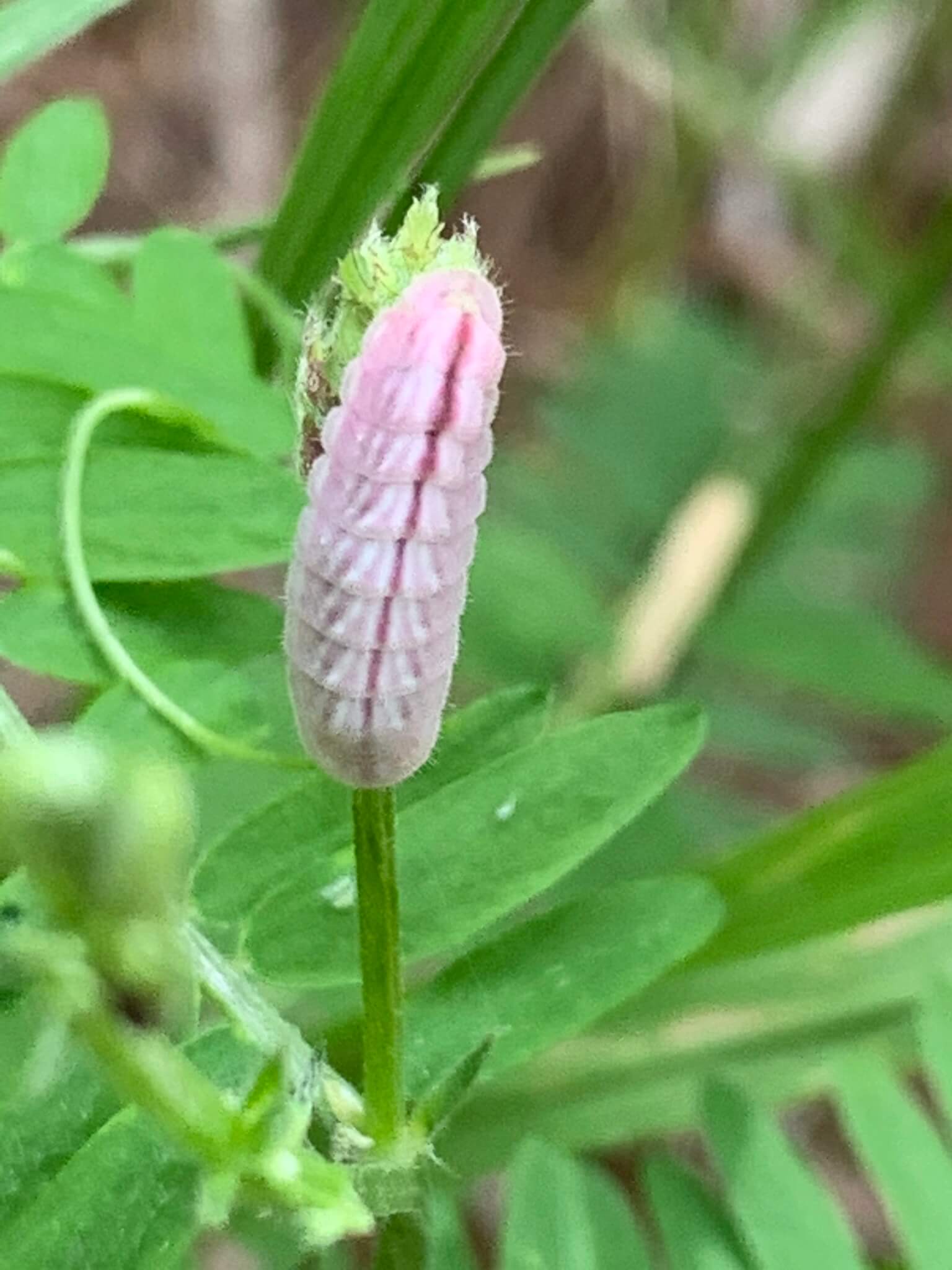 20 Beautiful Pink Bugs In The World (with Pictures)