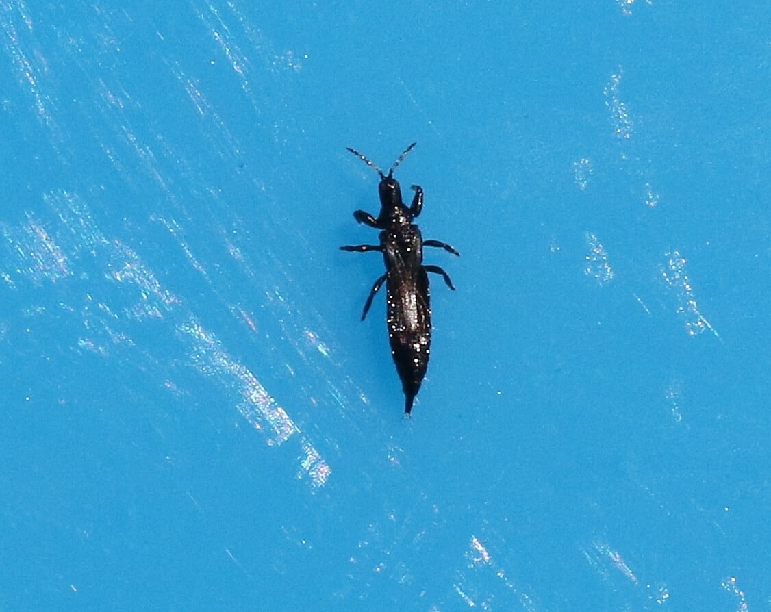 17 Black Bugs on Plants (& How to Get Rid of Them)