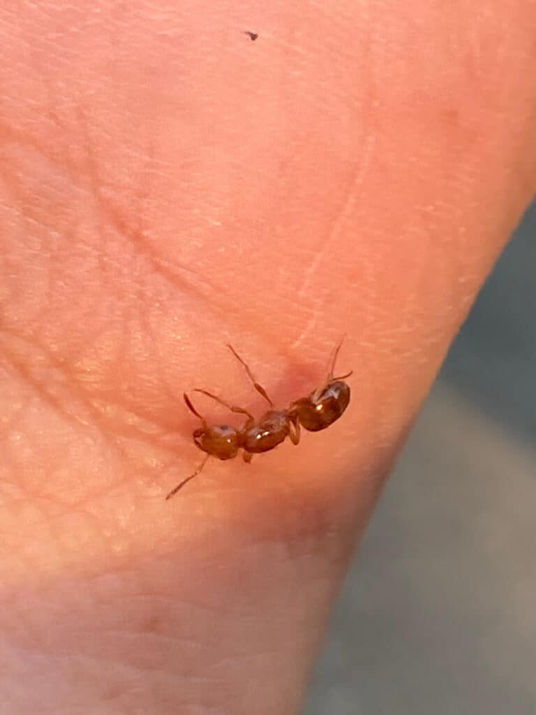 15 Types of Red Ants (Pictures And Identification)