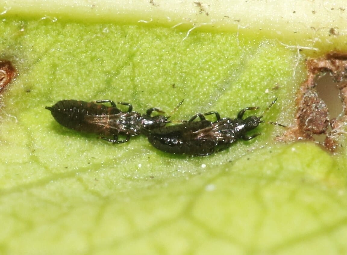 17 Black Bugs on Plants (& How to Get Rid of Them)