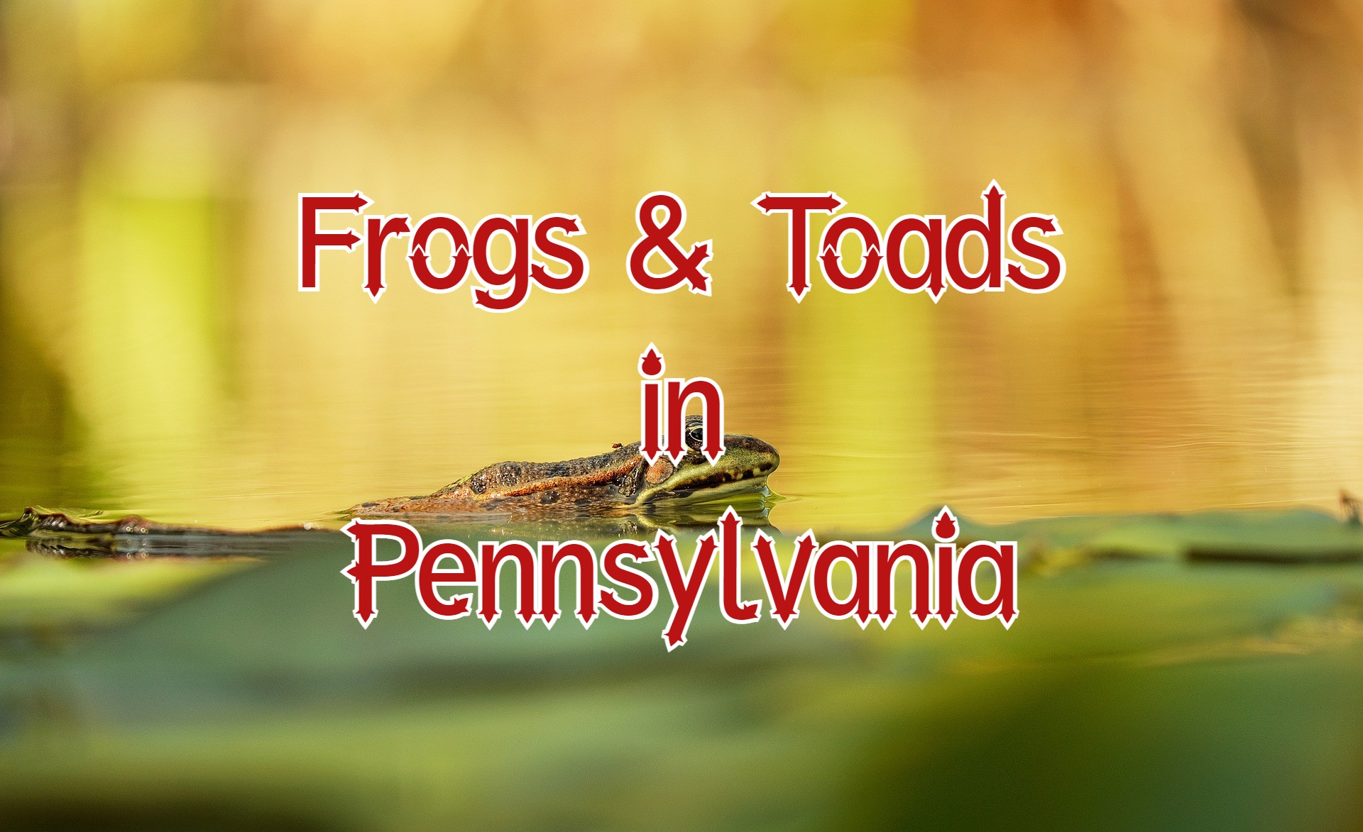 18 Frogs and Toads in Pennsylvania: Species, Images & Sounds