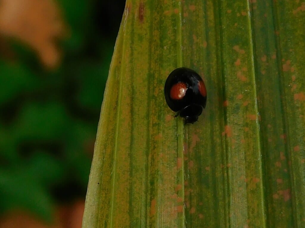 36 Types of Black and Red Beetles (with Pictures)