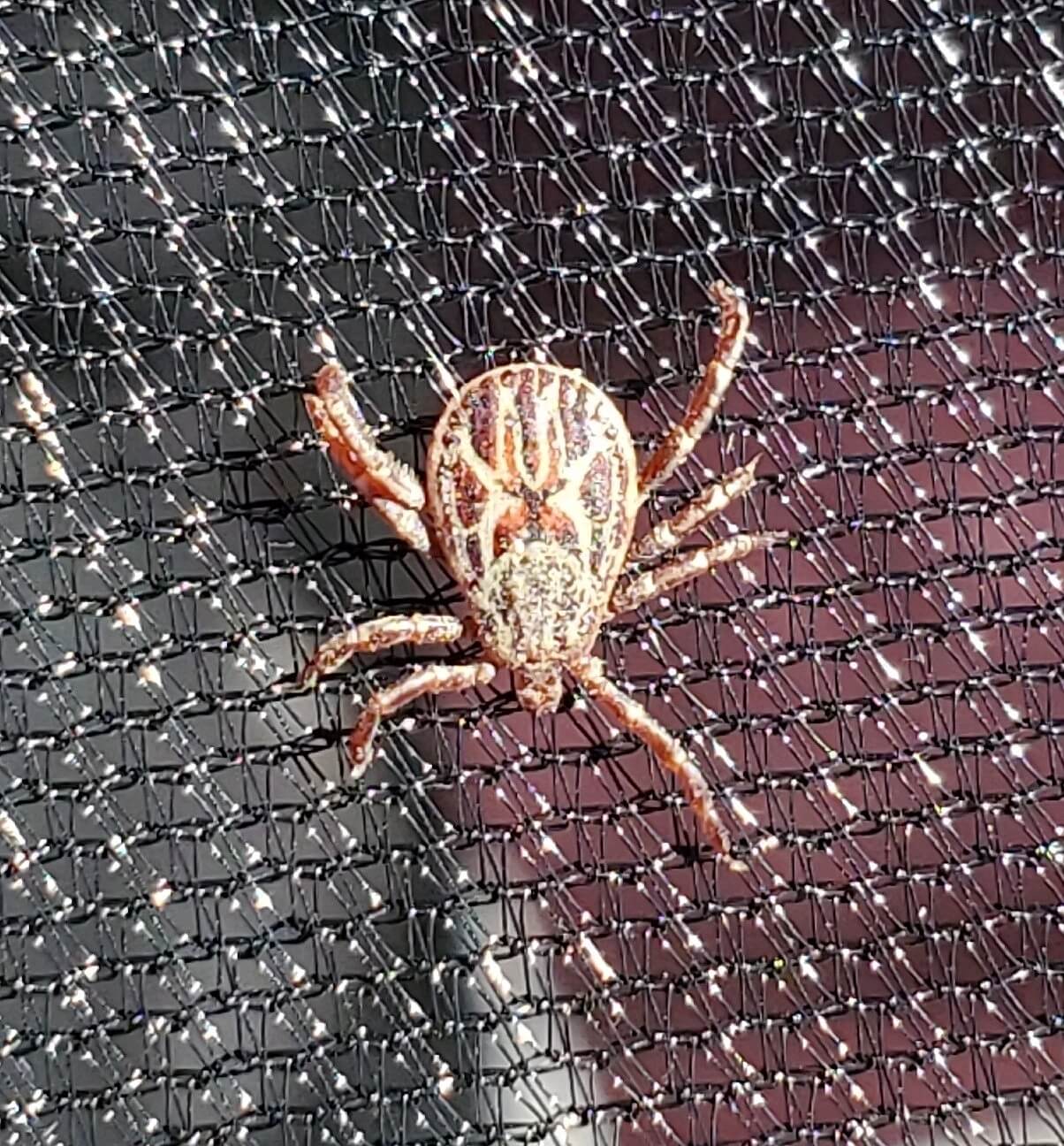 Ticks in California: Types, Pictures, Maps, Prevention, and More