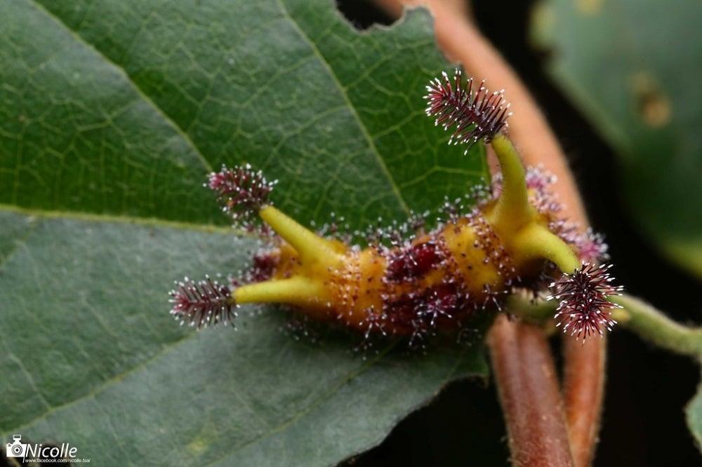 38 Cute, Weird, Beautiful Caterpillars (with Pictures)