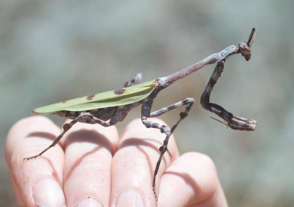 25 Types of Praying Mantis Species (Pictures and Identification)