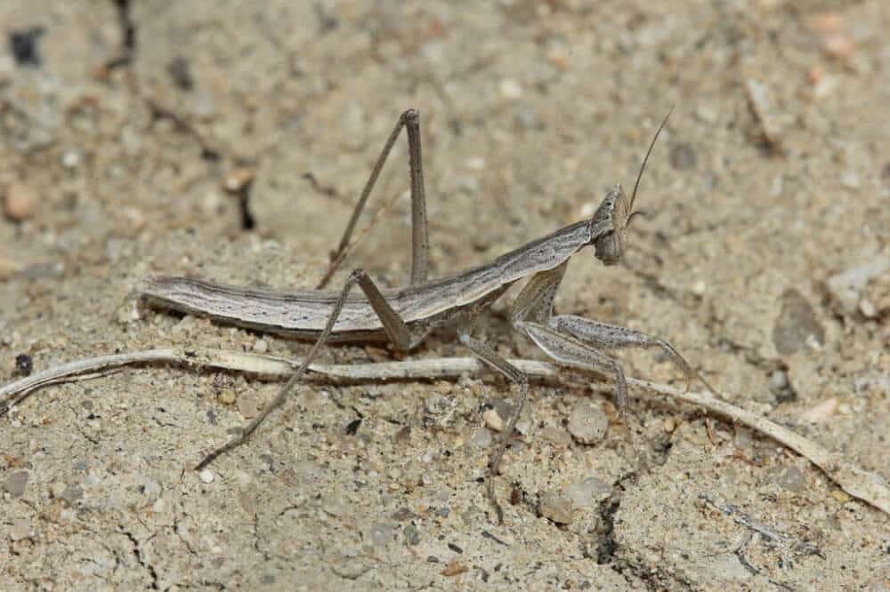 25 Types of Praying Mantis Species (Pictures and Identification)