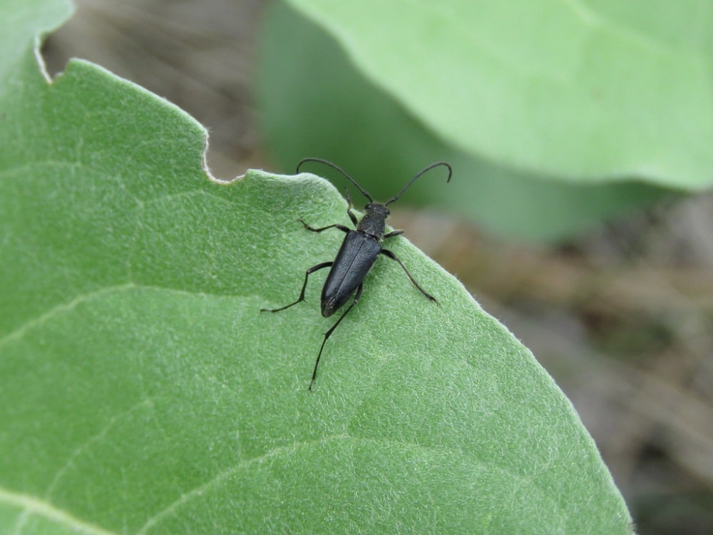 54 Common Beetles in California (Pictures and Identification)