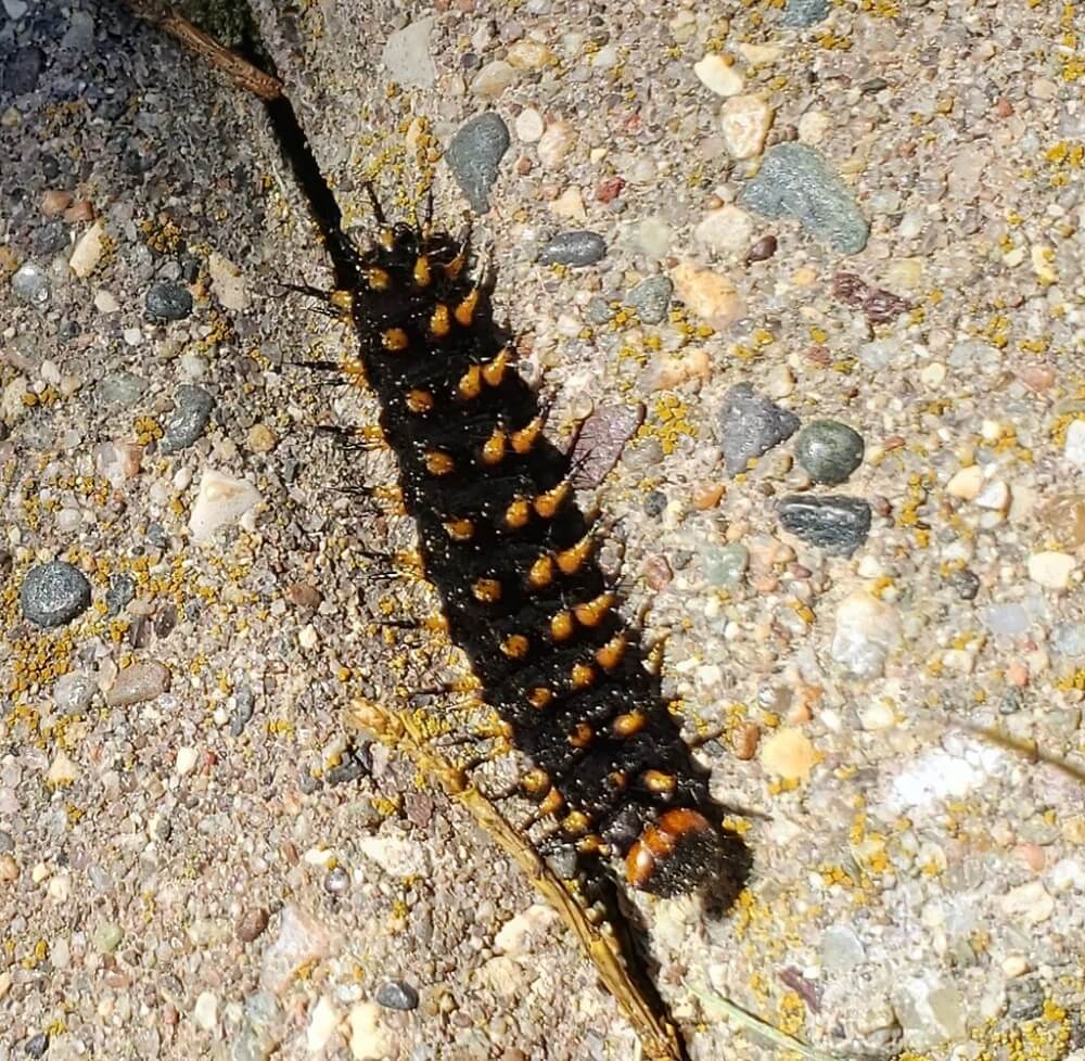 37 Caterpillars With Spikes (Pictures and Identification)