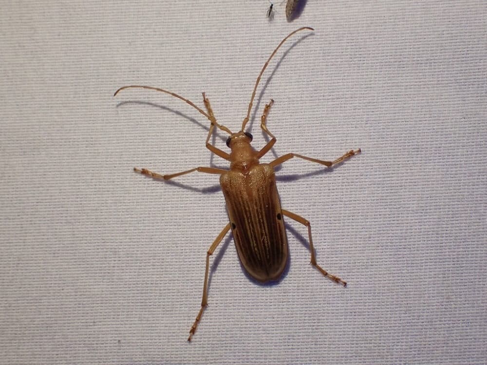 54 Common Beetles in California (Pictures and Identification)