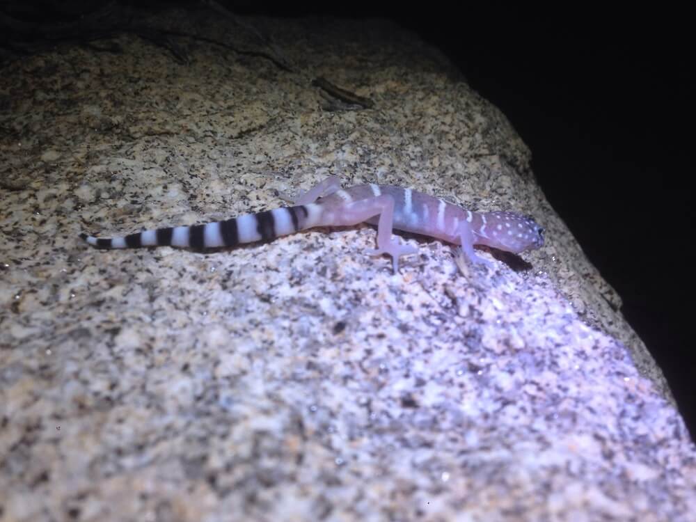 50 Common Lizards in California (Pictures and Distribution)