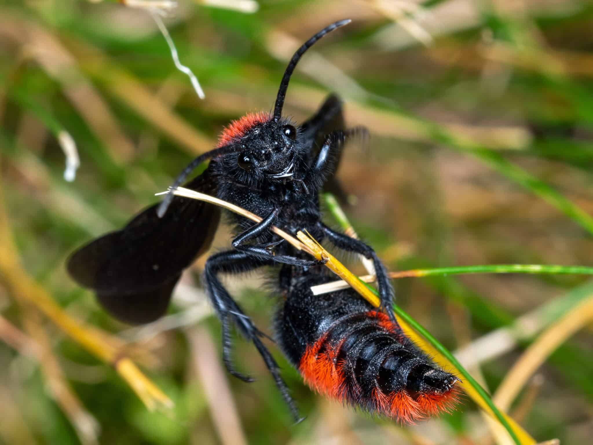 Cow Killer Dasymutilla Occidentalis