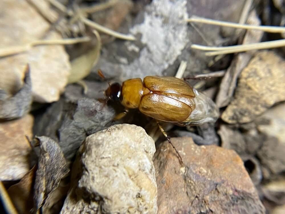 30 Common Brown Beetles (Pictures and Identification)