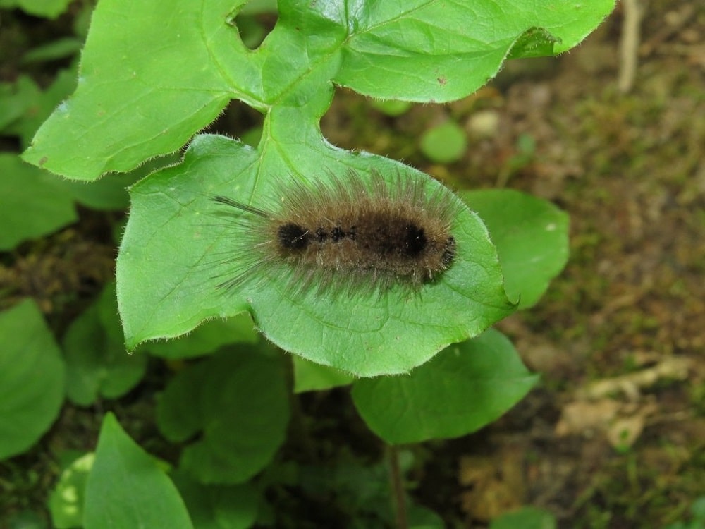 48 Hairy, Fuzzy, Furry Caterpillars You May See (with Pictures)