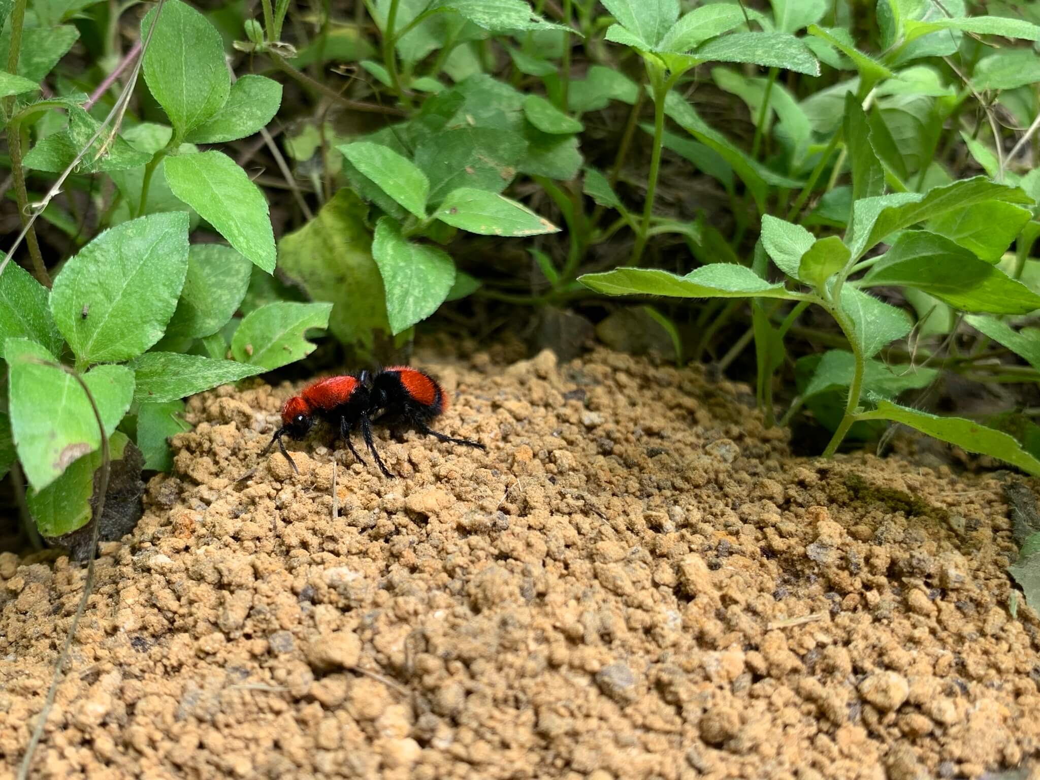 Cow Killer (Dasymutilla occidentalis)