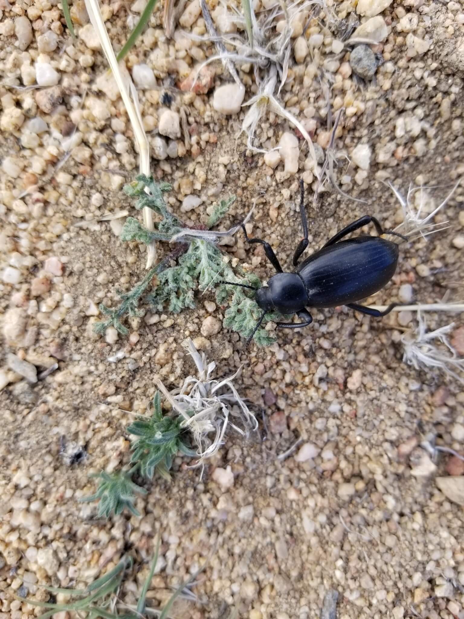 54 Common Beetles in California (Pictures and Identification)