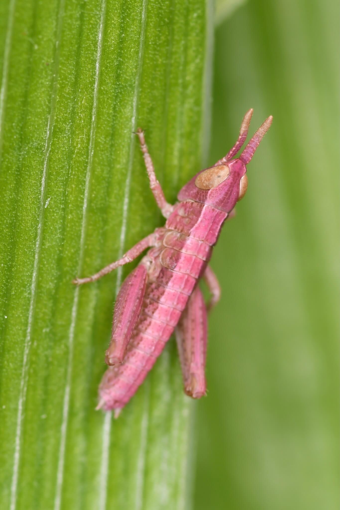 20 Beautiful Pink Bugs In The World (with Pictures)