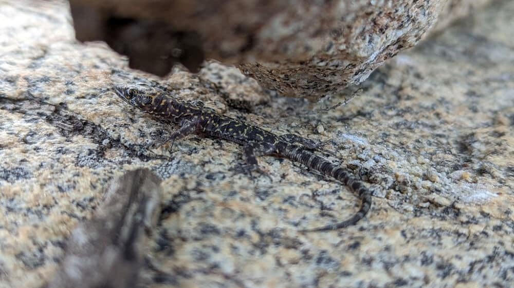 50 Common Lizards in California (Pictures and Distribution)