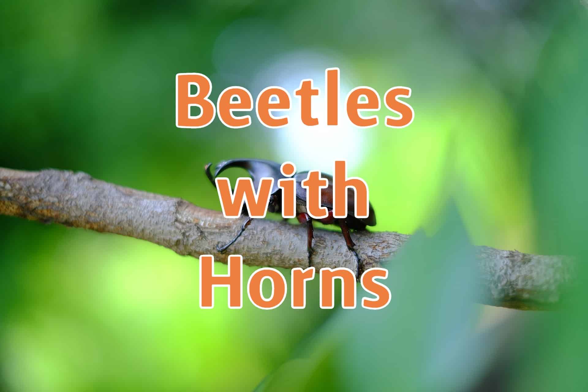 14 Beetles With Horns (Pictures and Identification)