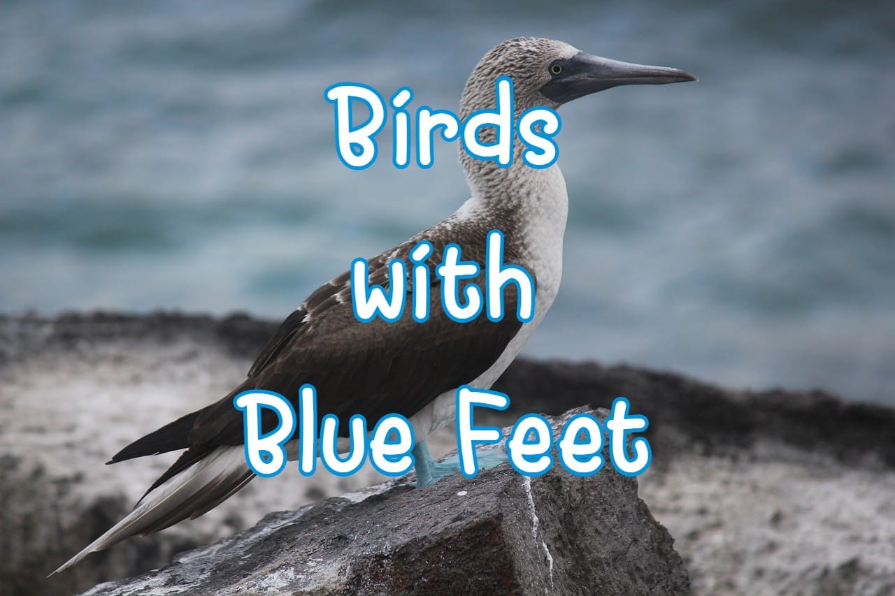 16 Types of Birds With Blue Feet (with Pictures)