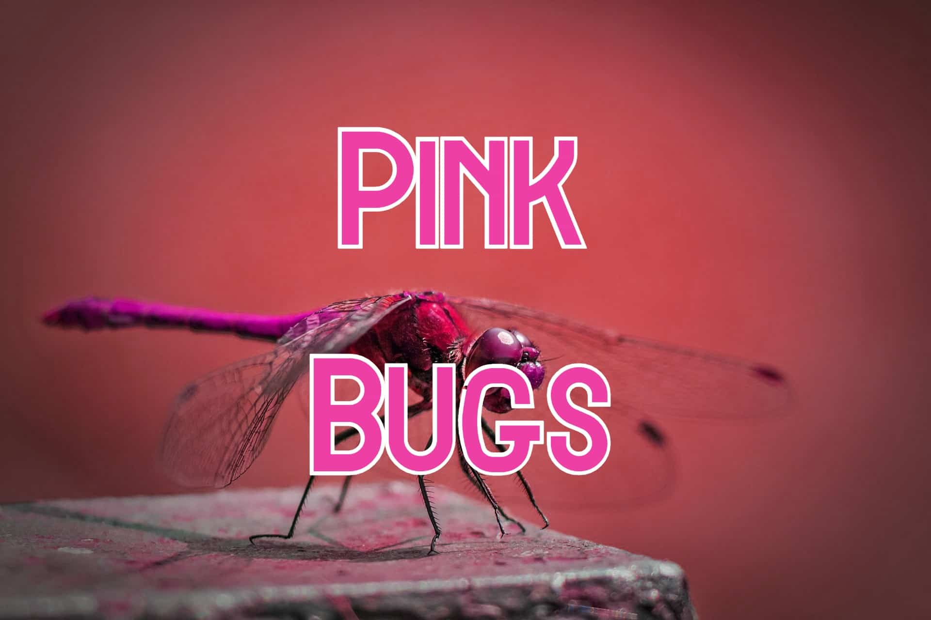 20 Beautiful Pink Bugs In The World (with Pictures)