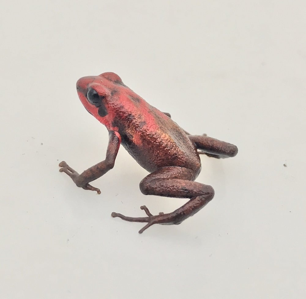 26 Red Frogs and Toads (Some Species Are Poisonous)