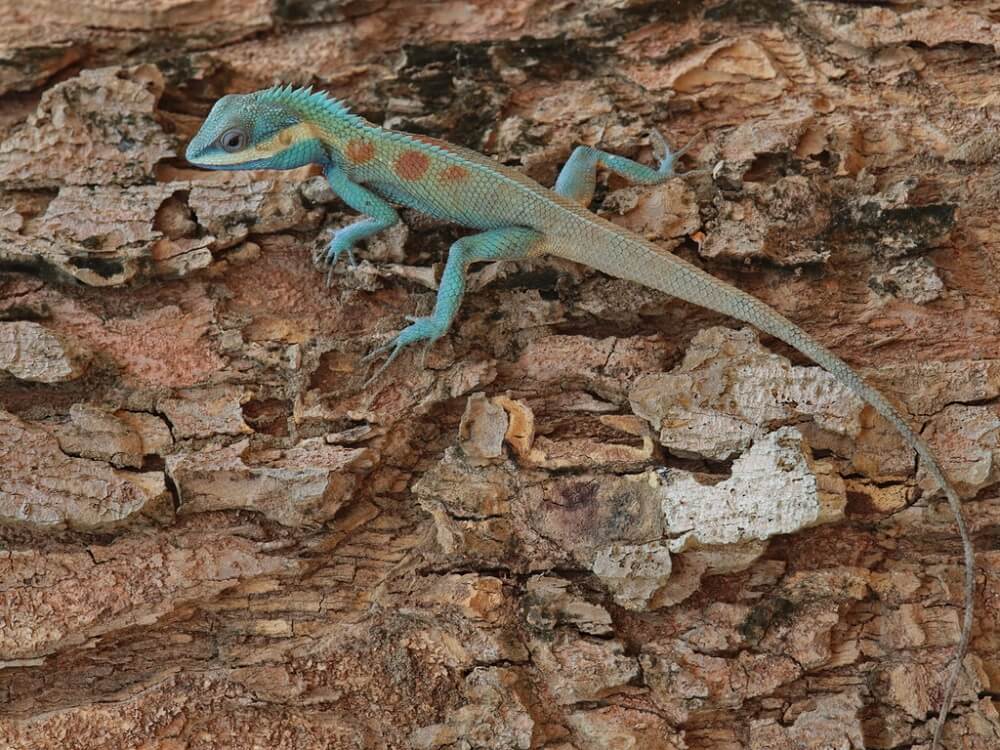 29 Types of Blue Lizards (with Pictures)