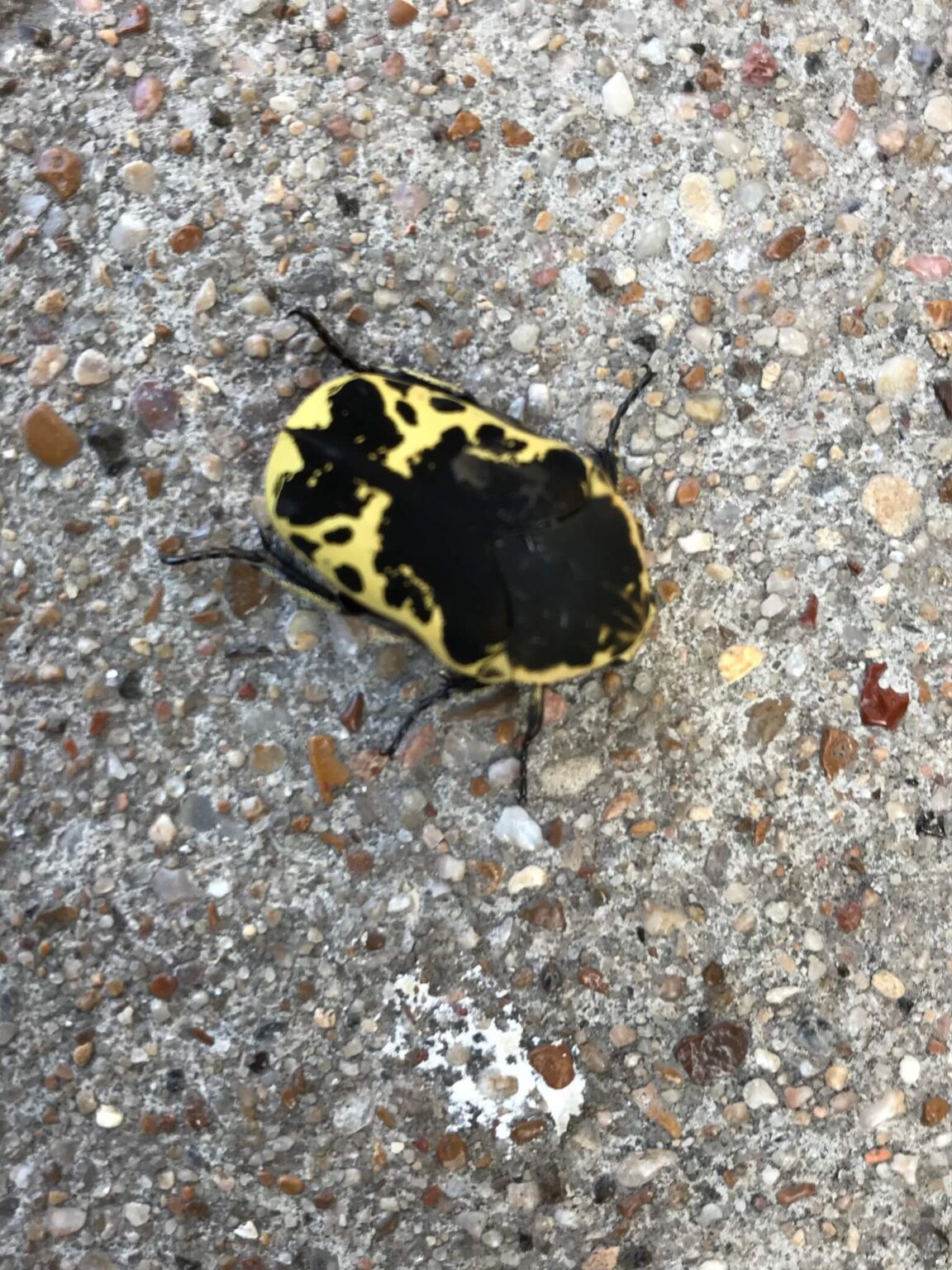 33 Black and Yellow Bugs (Pictures and Identification)