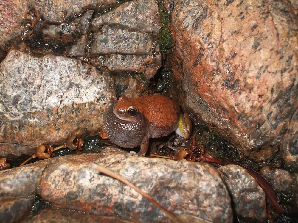 26 Red Frogs and Toads (Some Species Are Poisonous)