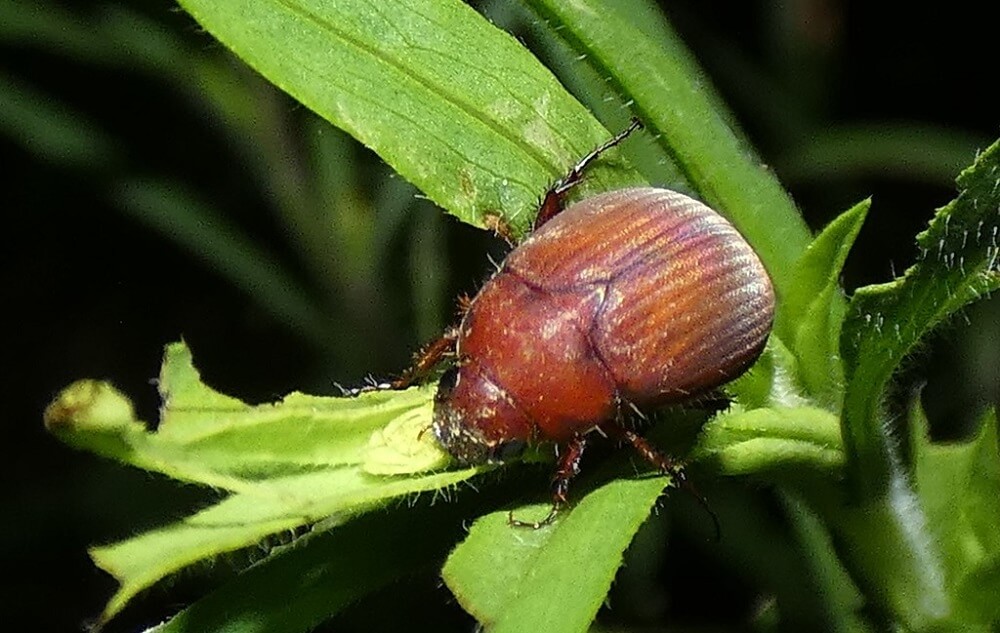 30 Common Brown Beetles (Pictures and Identification)