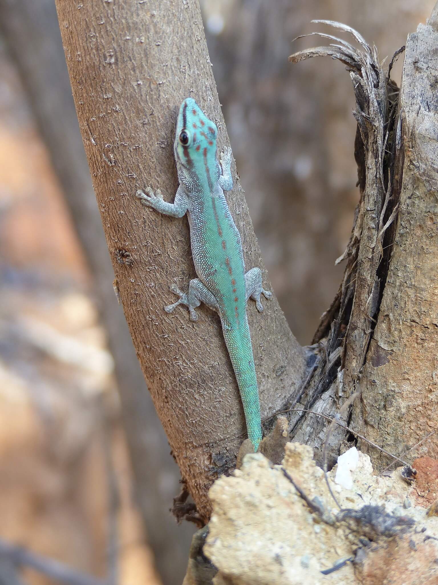 29 Types of Blue Lizards (with Pictures)