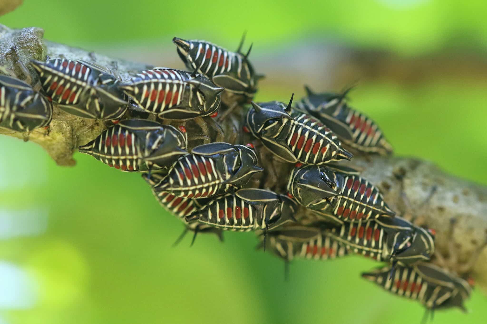 15 Black Bugs With White Stripes (Pictures and Identification)