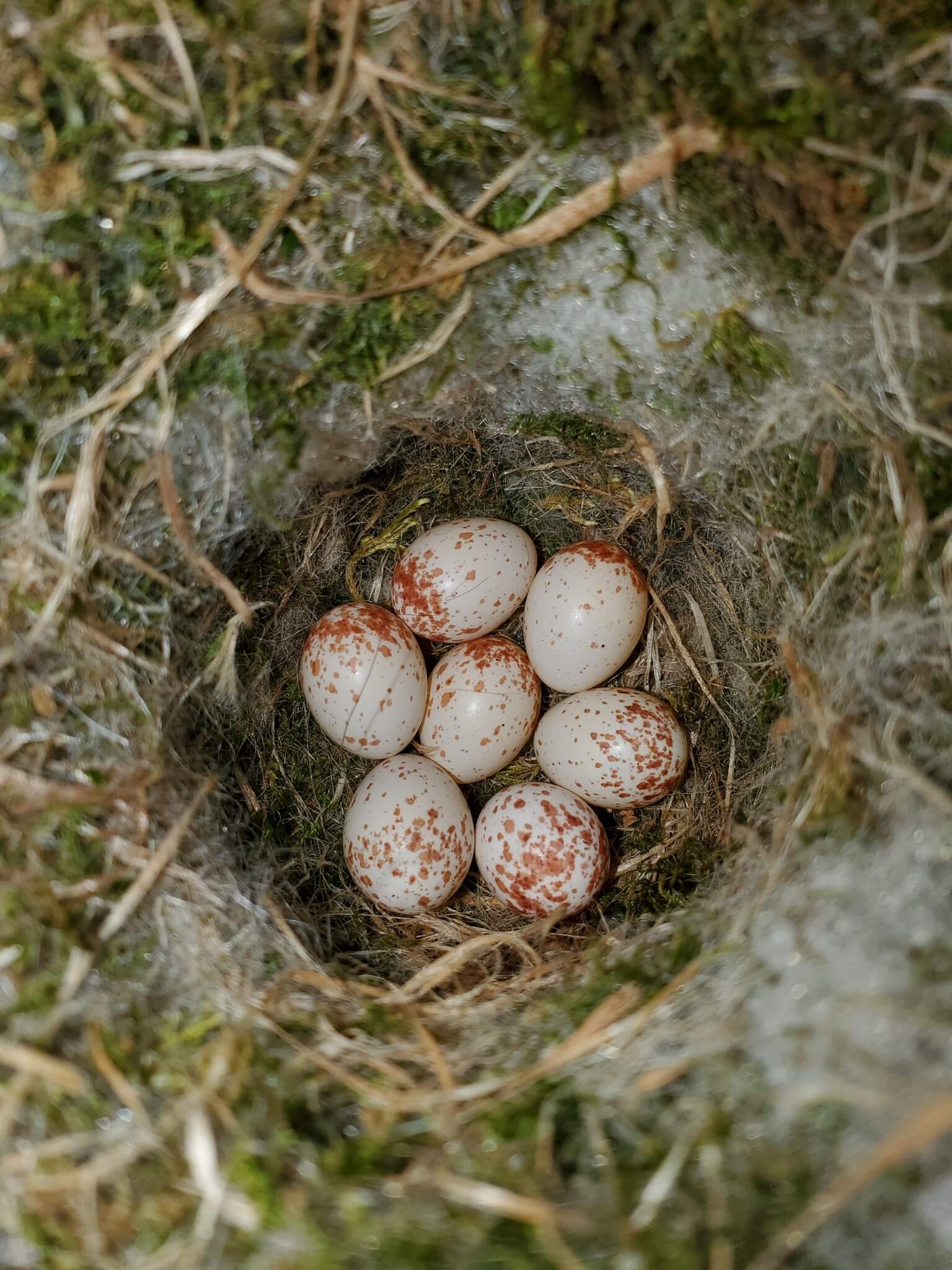 15 Birds That Lay Red Eggs (with Pictures)