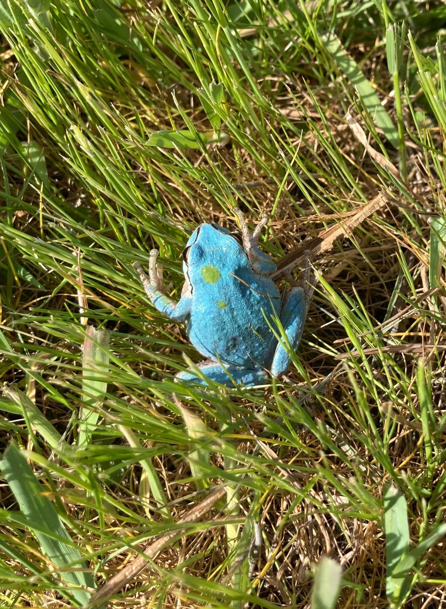 12 Beautiful Blue Frogs in The World (with Pictures)