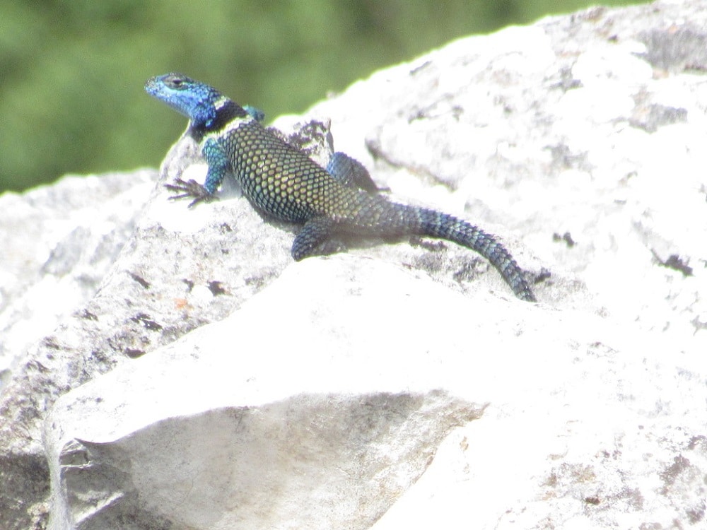 29 Types of Blue Lizards (with Pictures)
