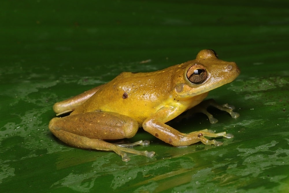 24 Yellow Frogs and Toads (Pictures and Facts)